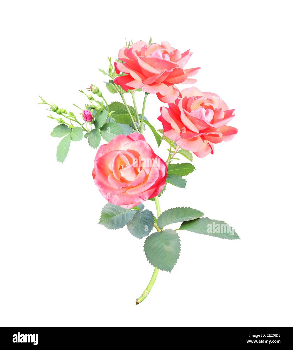 Branch of rose with red flowers. Isolated on white background Stock ...