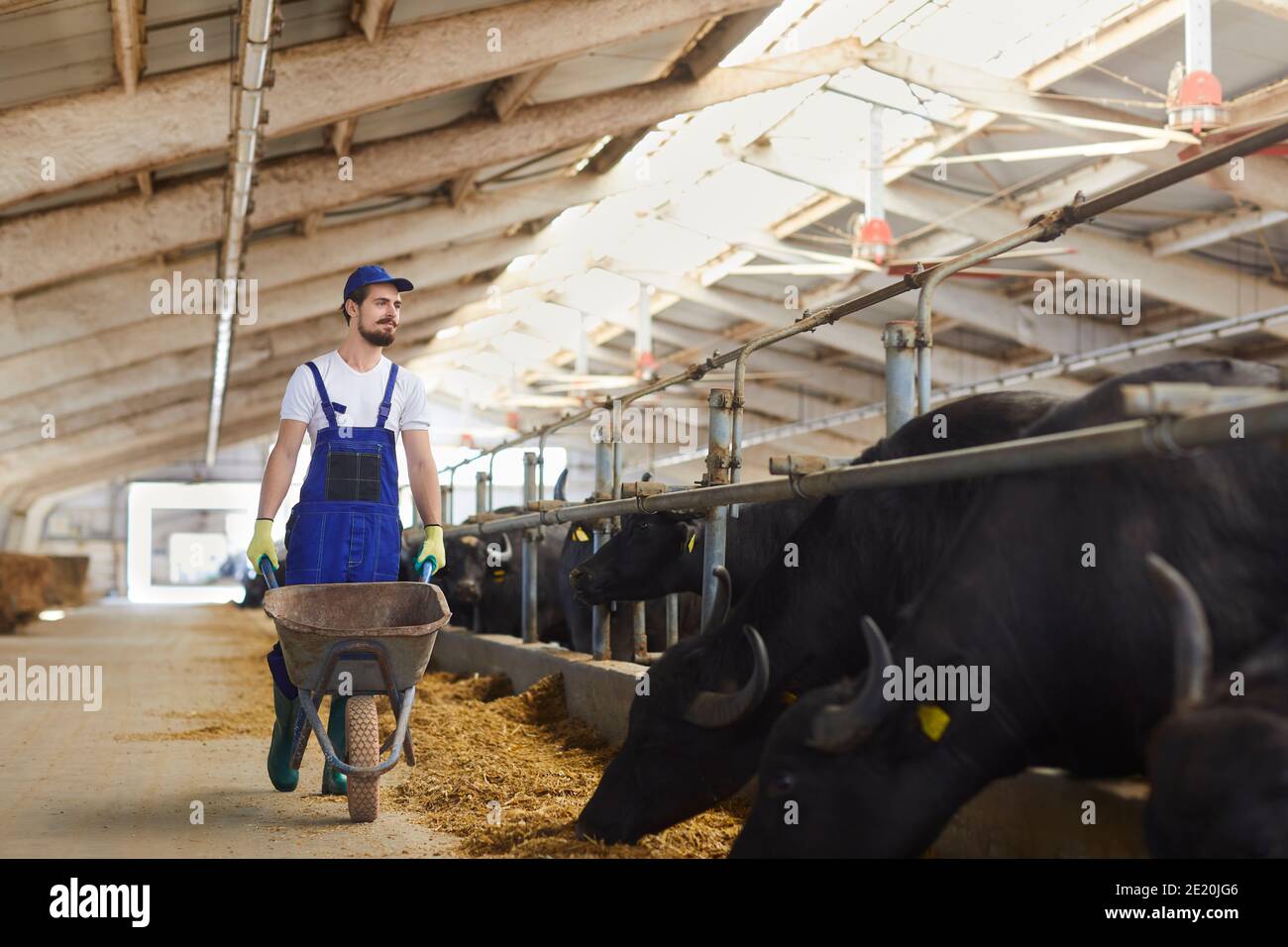 Male farm worker walks with an empty wheelbarrow past buffaloes ...