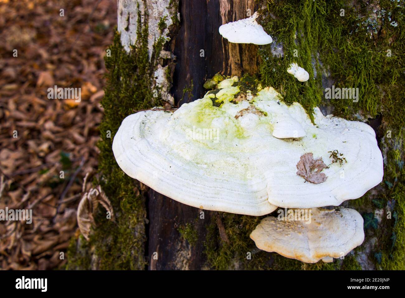Big white mushroom on the tree, edible fungus Stock Photo - Alamy
