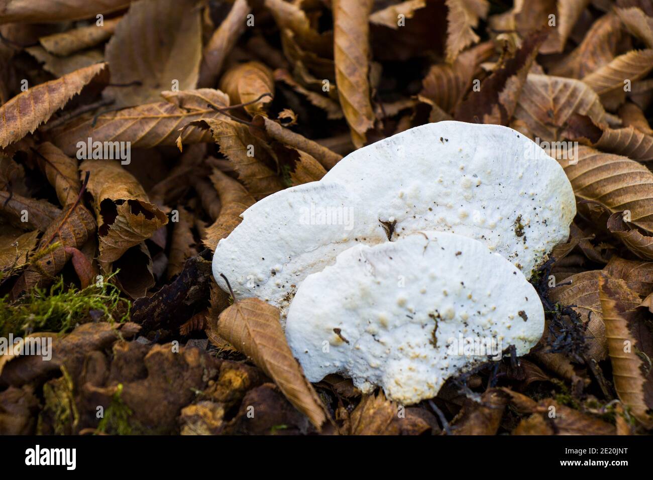 Big white mushroom on the tree, edible fungus Stock Photo - Alamy