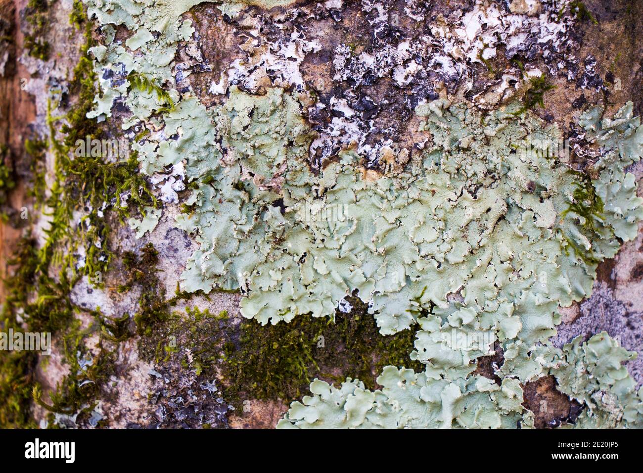 Macro and close-up of moss on the tree, nature background Stock Photo ...