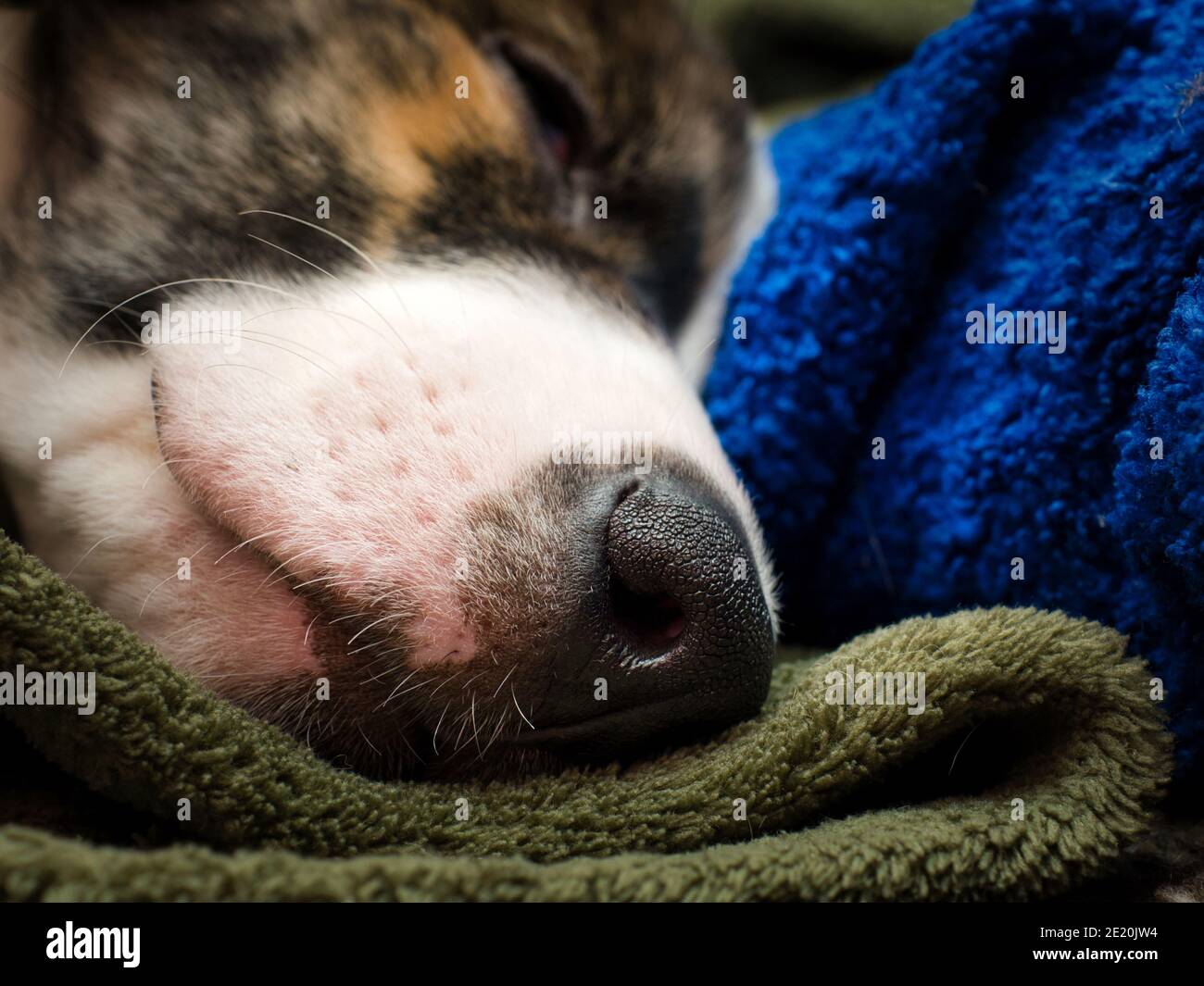 A puppy draming Stock Photo - Alamy