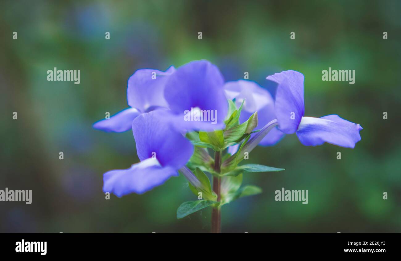 Selective focus Butterfly pea flower tea. Blue tea flower Stock Photo ...