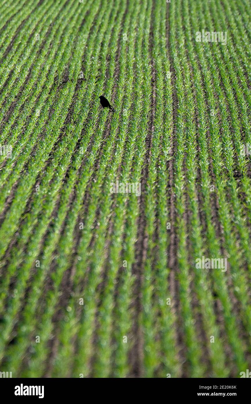 Amongst crop hi-res stock photography and images - Alamy