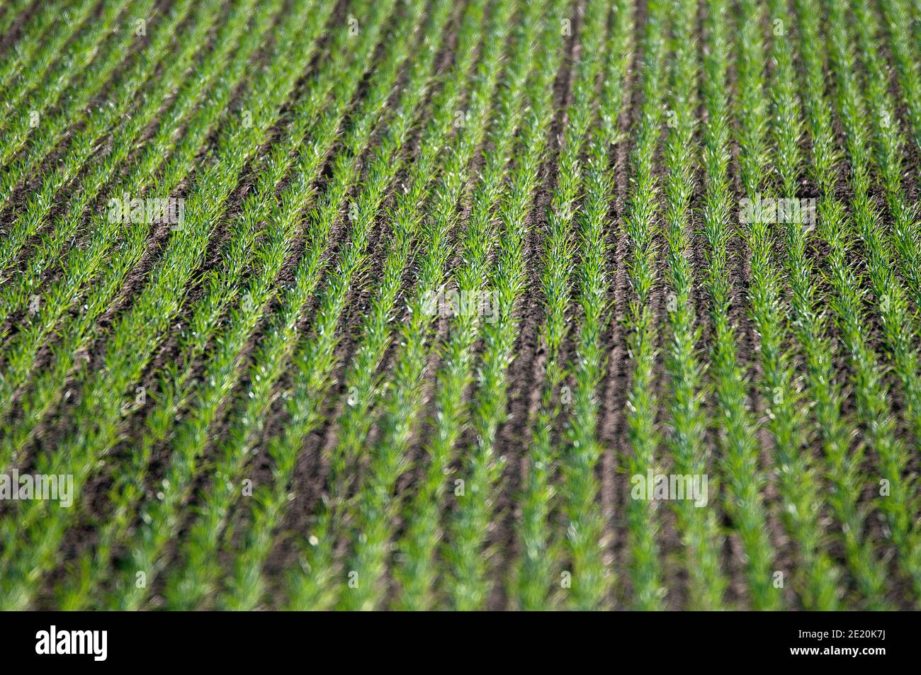 Green parallel lines hi-res stock photography and images - Alamy