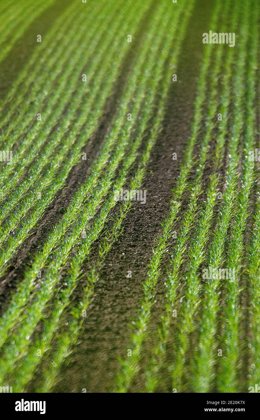 Green parallel lines hi-res stock photography and images - Alamy