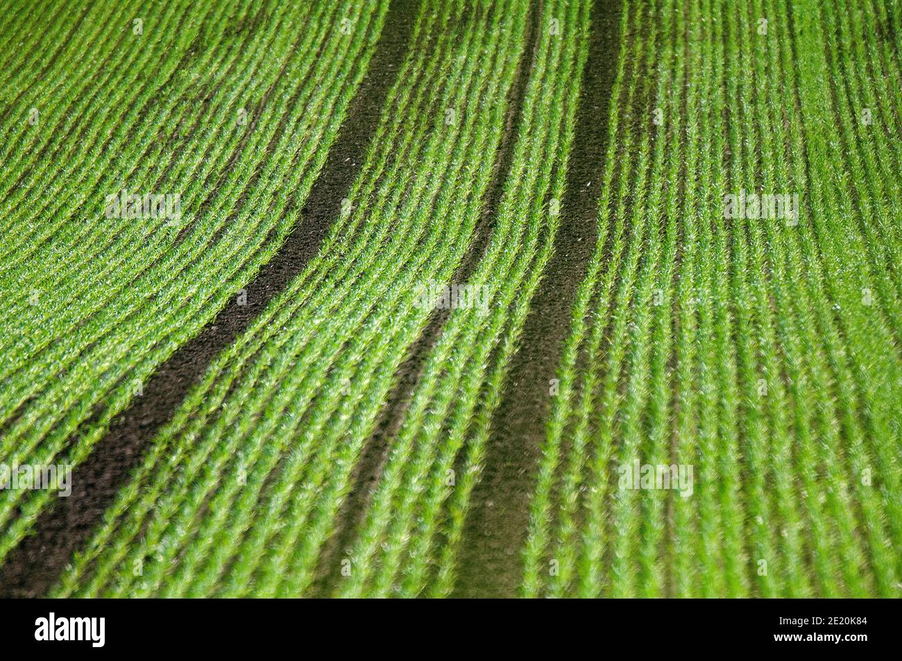 Green parallel lines of a young corn field Stock Photo - Alamy