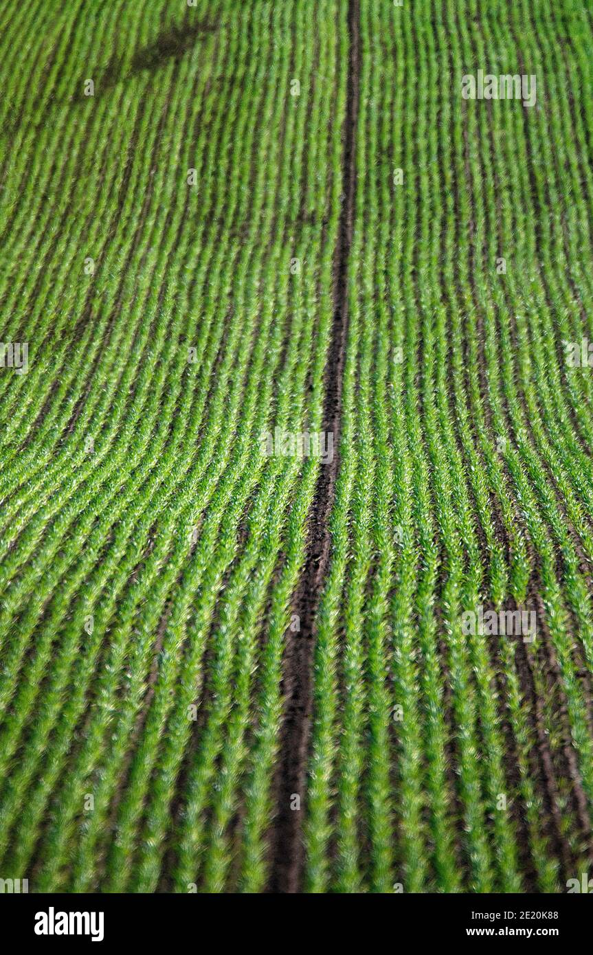 Green parallel lines hi-res stock photography and images - Alamy