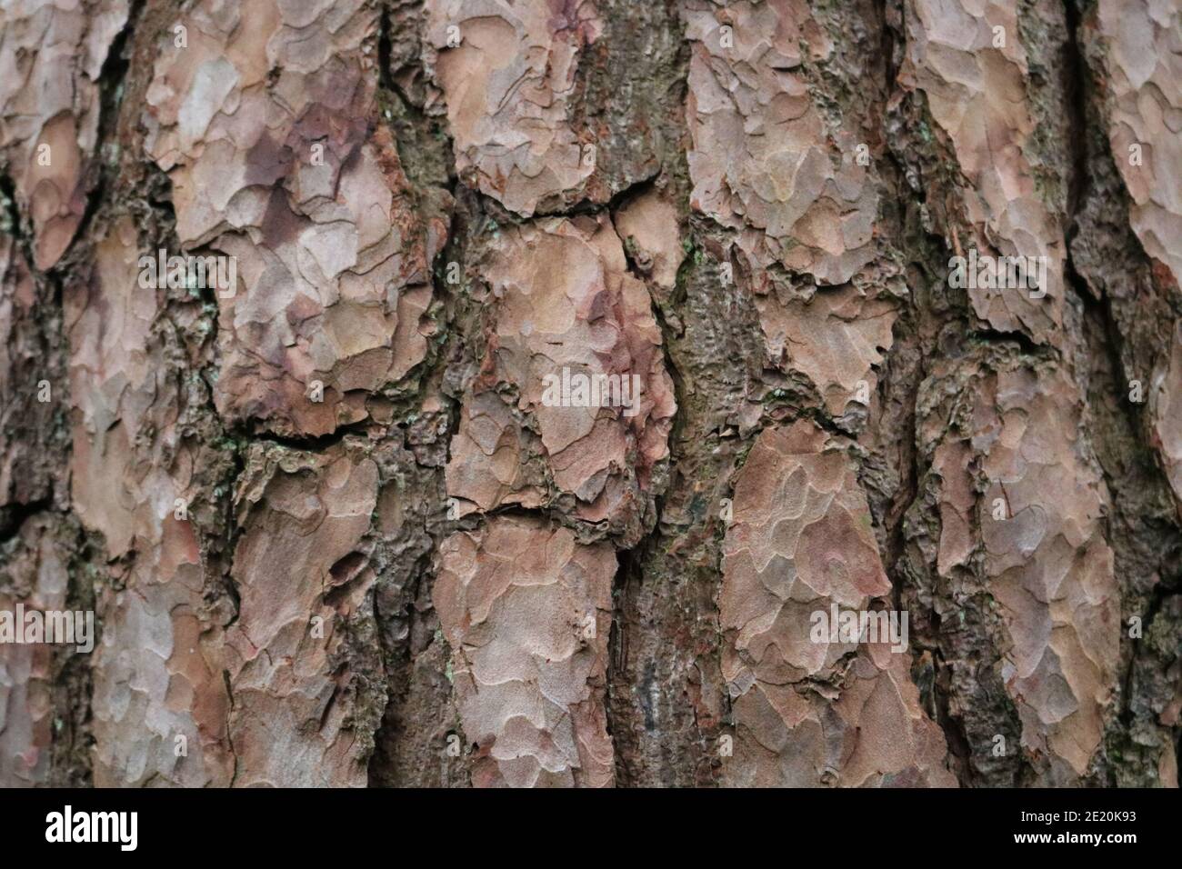 Beautiful gnarled tree bark background showing detail of colour and ...