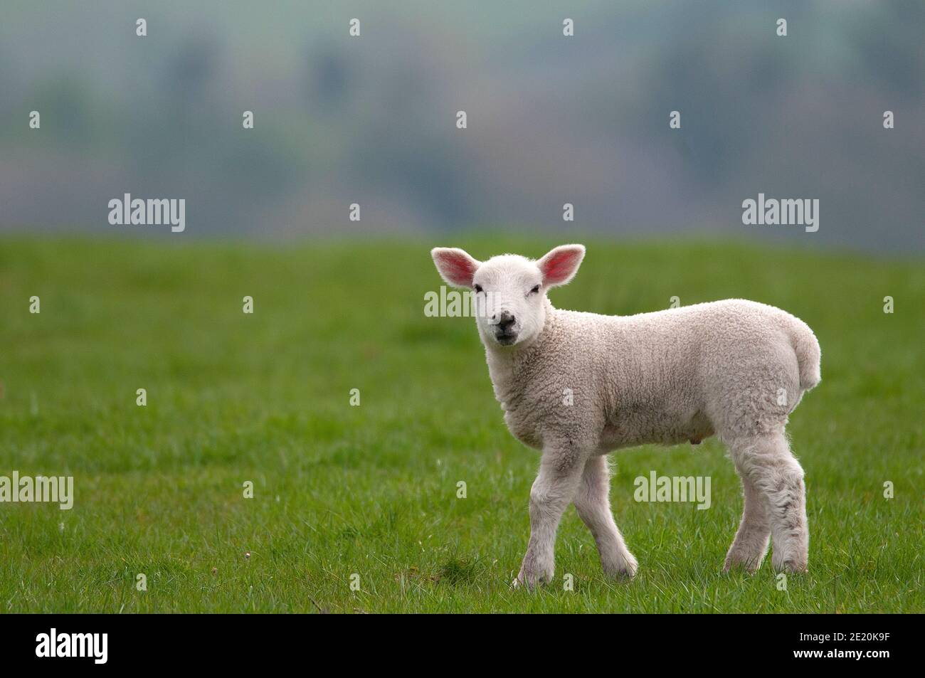 Northumbria in spring hi-res stock photography and images - Alamy