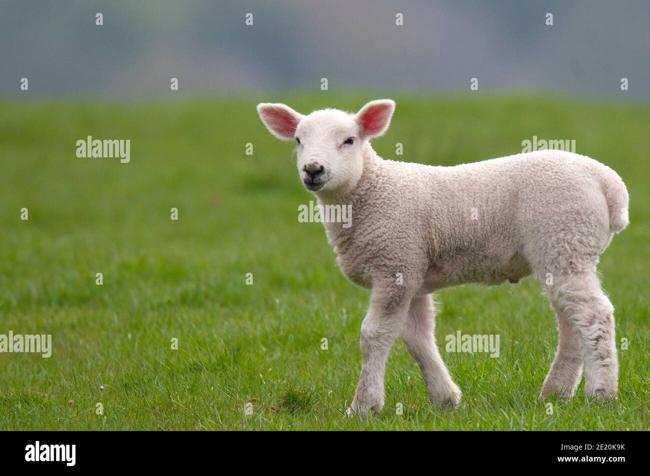 Spring lamb in a Northumebrland field Stock Photo - Alamy