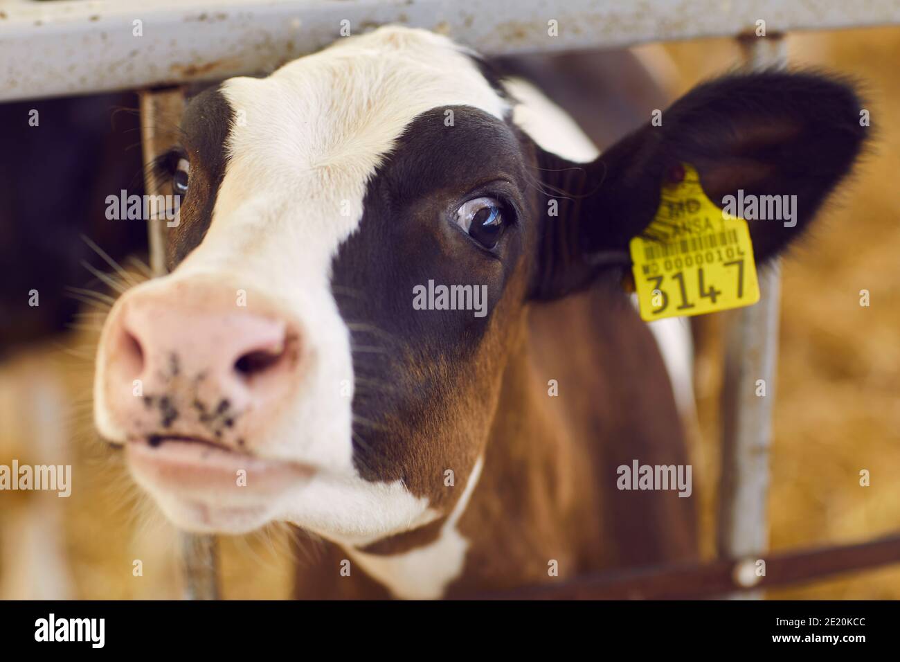 Face of cute black and white cow with number in ear on farm Stock Photo ...