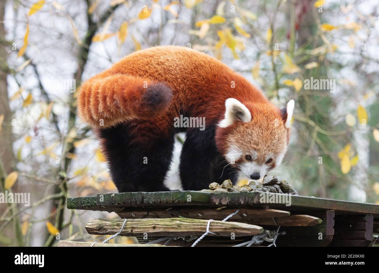 Cat poo hi-res stock photography and images - Alamy