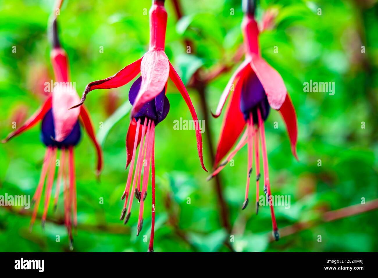 Fuchsia Hedge High Resolution Stock Photography and Images - Alamy