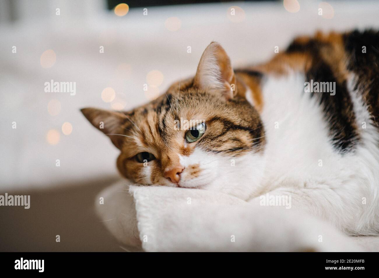 Side view of sad cat with pensive expression on the bed cat tree Stock ...