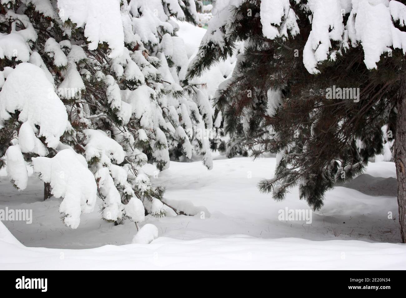Snow on the pine tree. Winter abstract background Stock Photo - Alamy