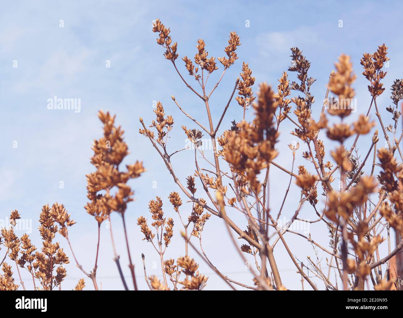 Bush of dried flowers. Inflorescence Background with dry branches blue ...