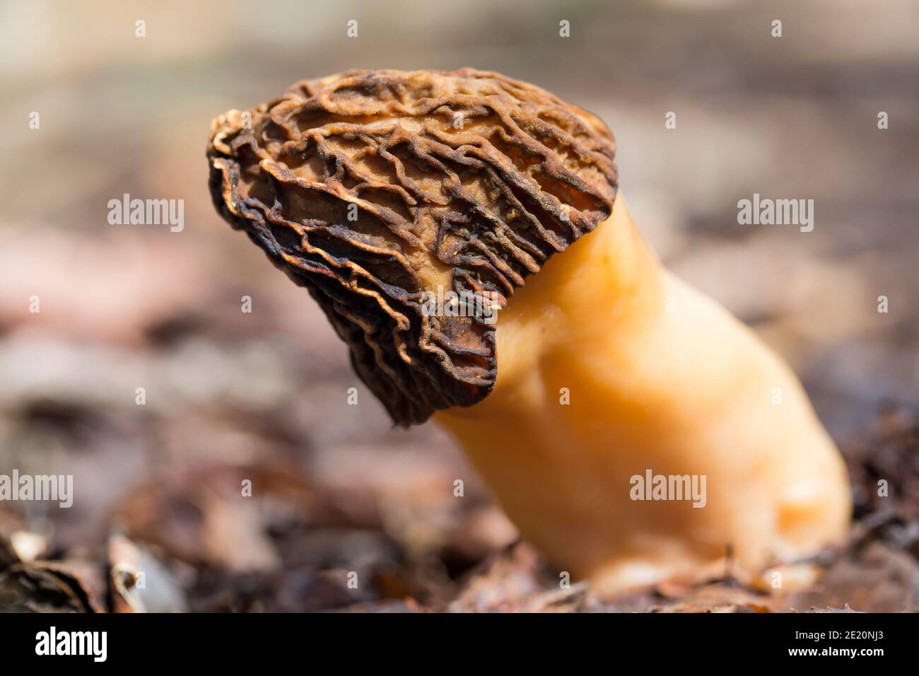 Early false morel (Verpa bohemica) in a woodland area, wild Finland ...