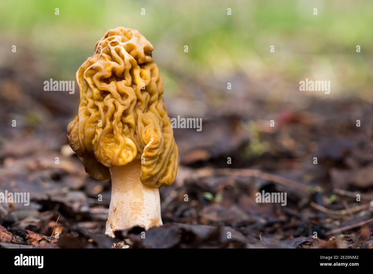 Early false morel (Verpa bohemica) in a woodland area, wild Finland ...