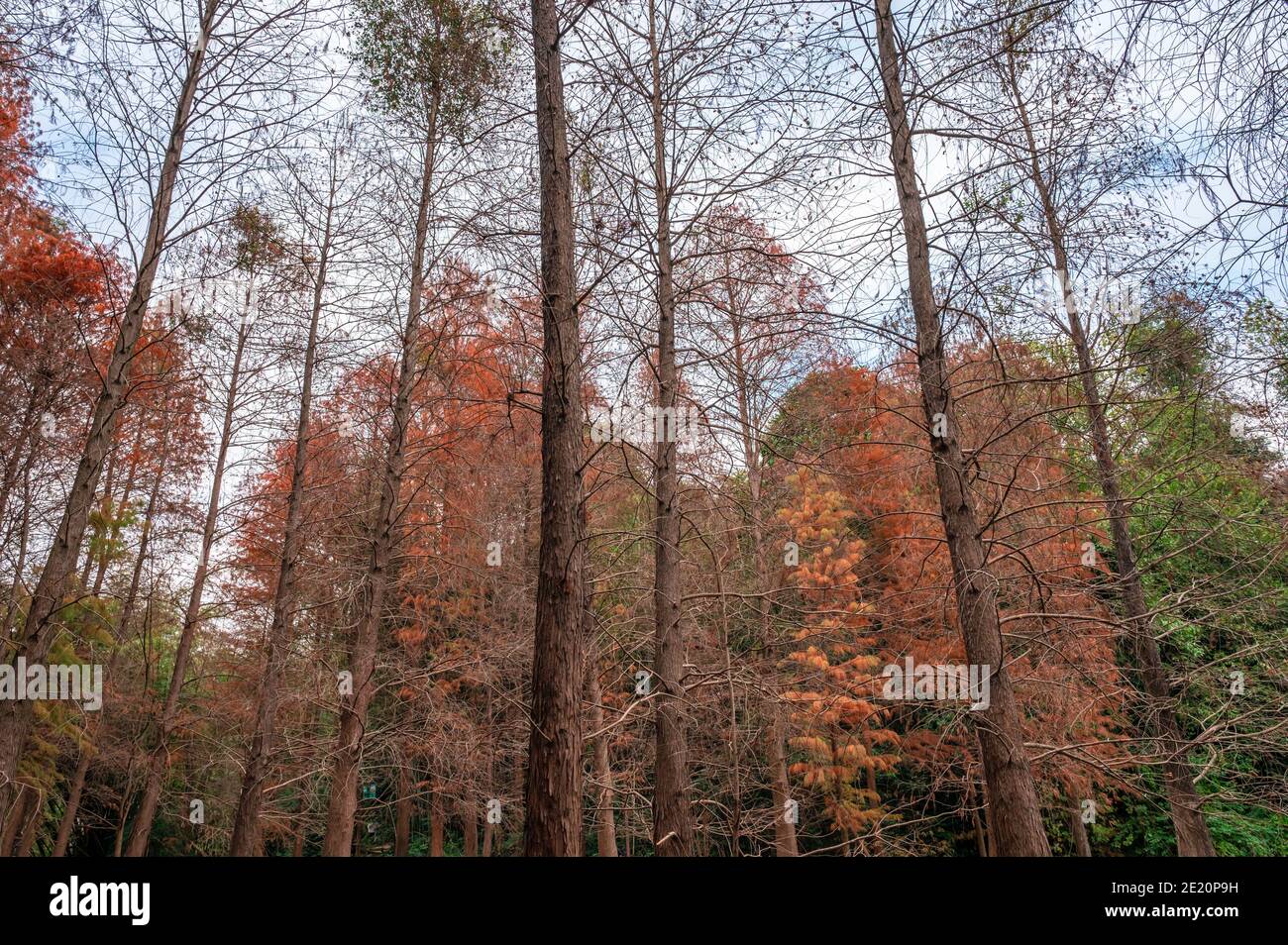 Different trunk colors hi-res stock photography and images - Alamy