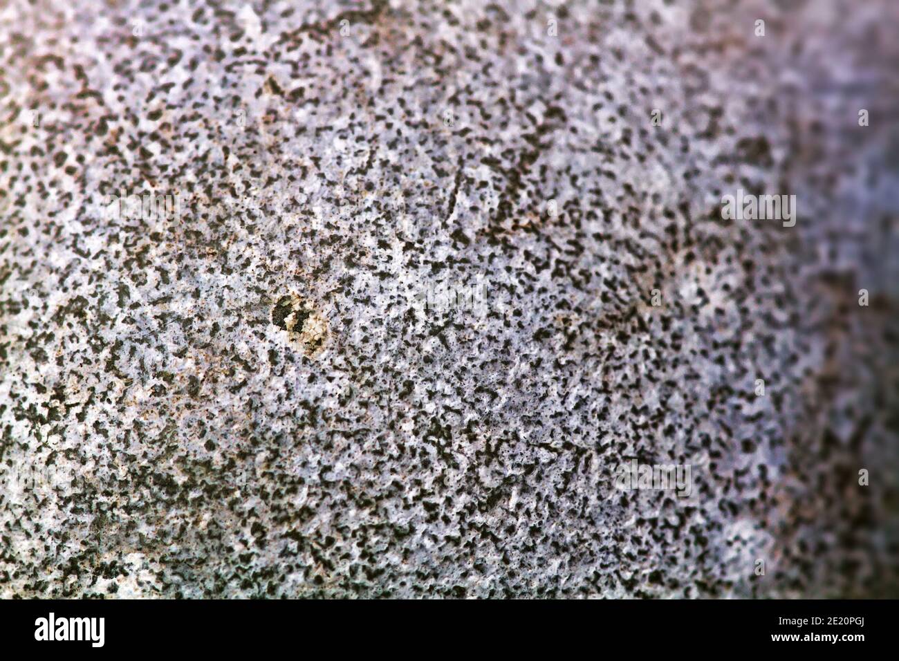 Egg shell structure hi-res stock photography and images - Alamy