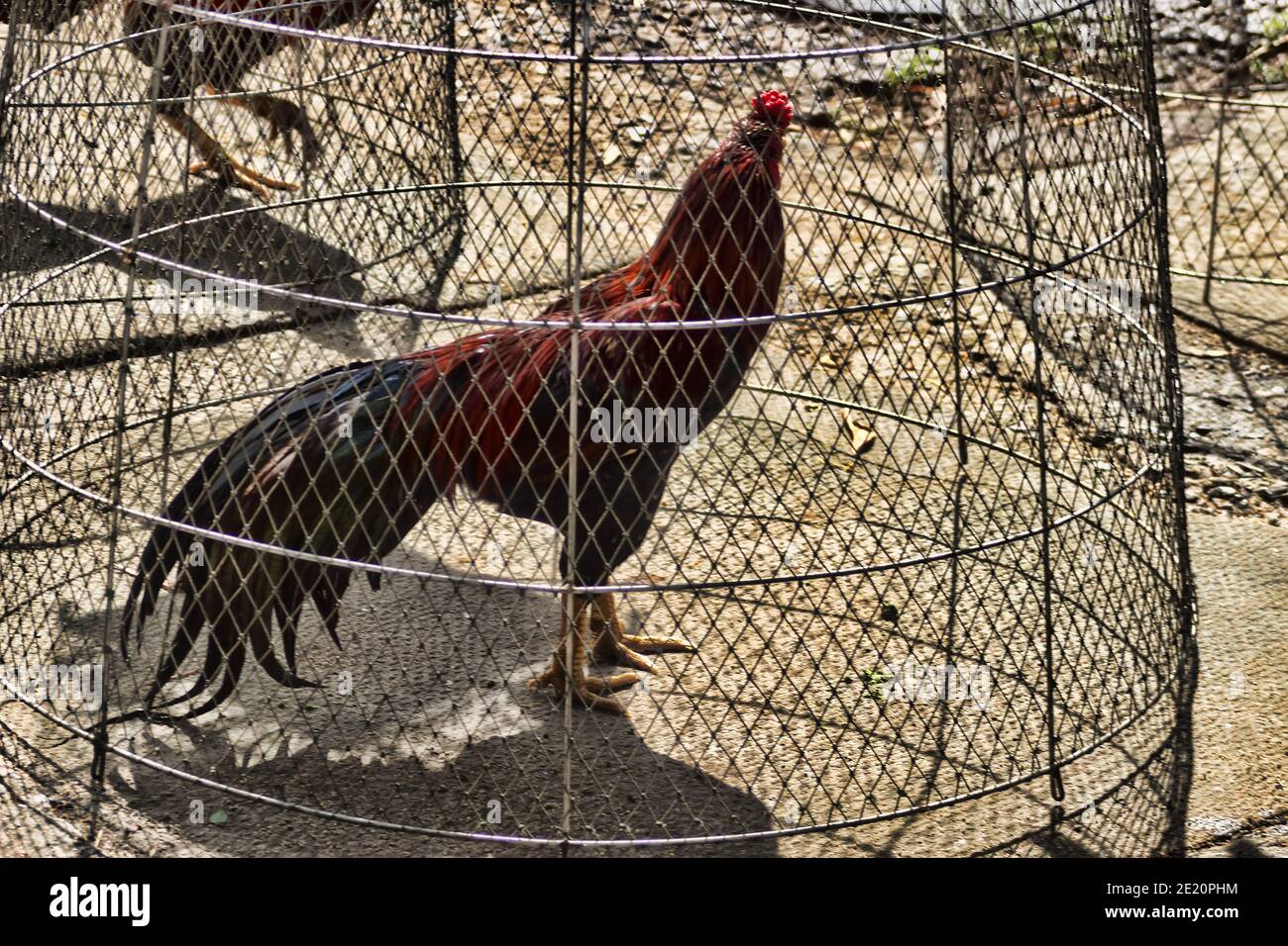 Battle rooster (heeler) in a cage before a fight. Cock fighting in ...