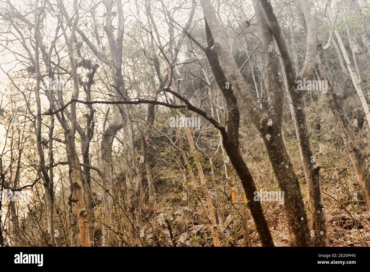 Tropical mountain forest in winter during the dry season, deciduous and ...