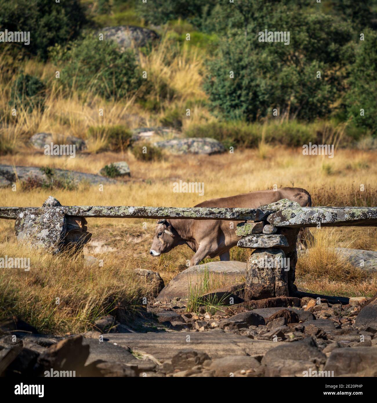 Antique stone bridge and cow crossing over dry river Stock Photo - Alamy