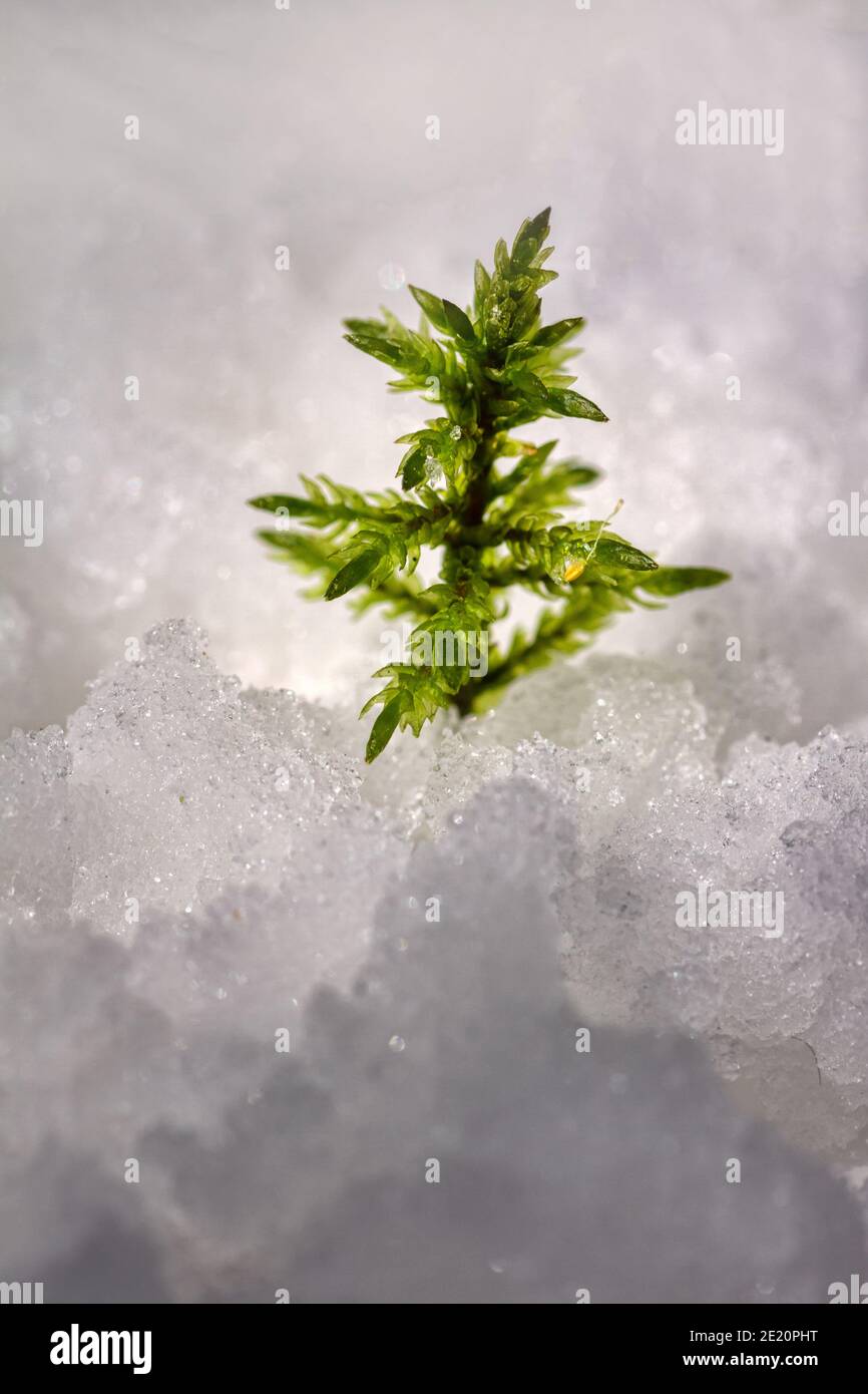 A young green sprout breaks through the cold snow. Power of life (vis ...