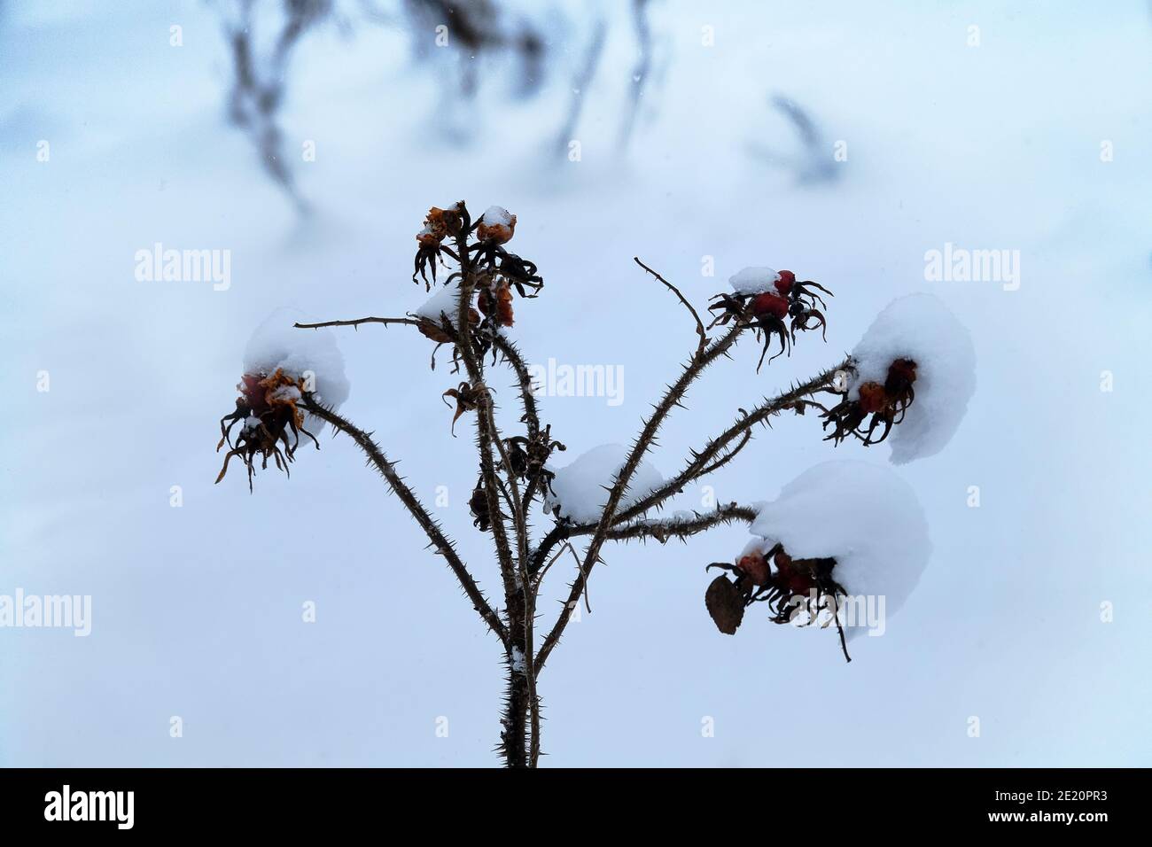 The prickly branches of the wild rose and the fruit are covered with ...