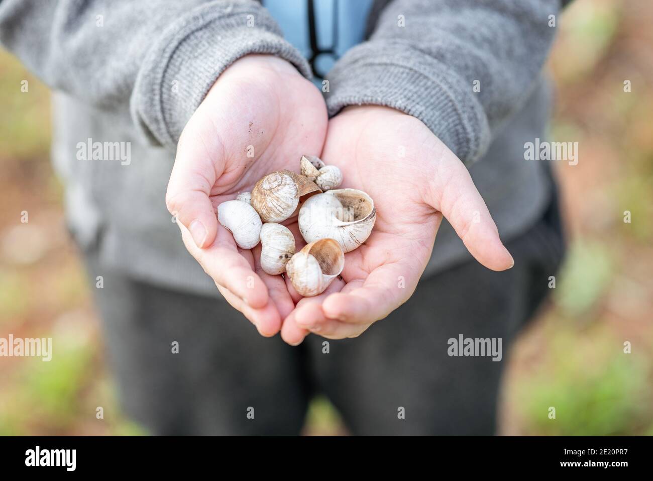 Shells on the forest.Empty snail shells in woman's hand. Collecting ...