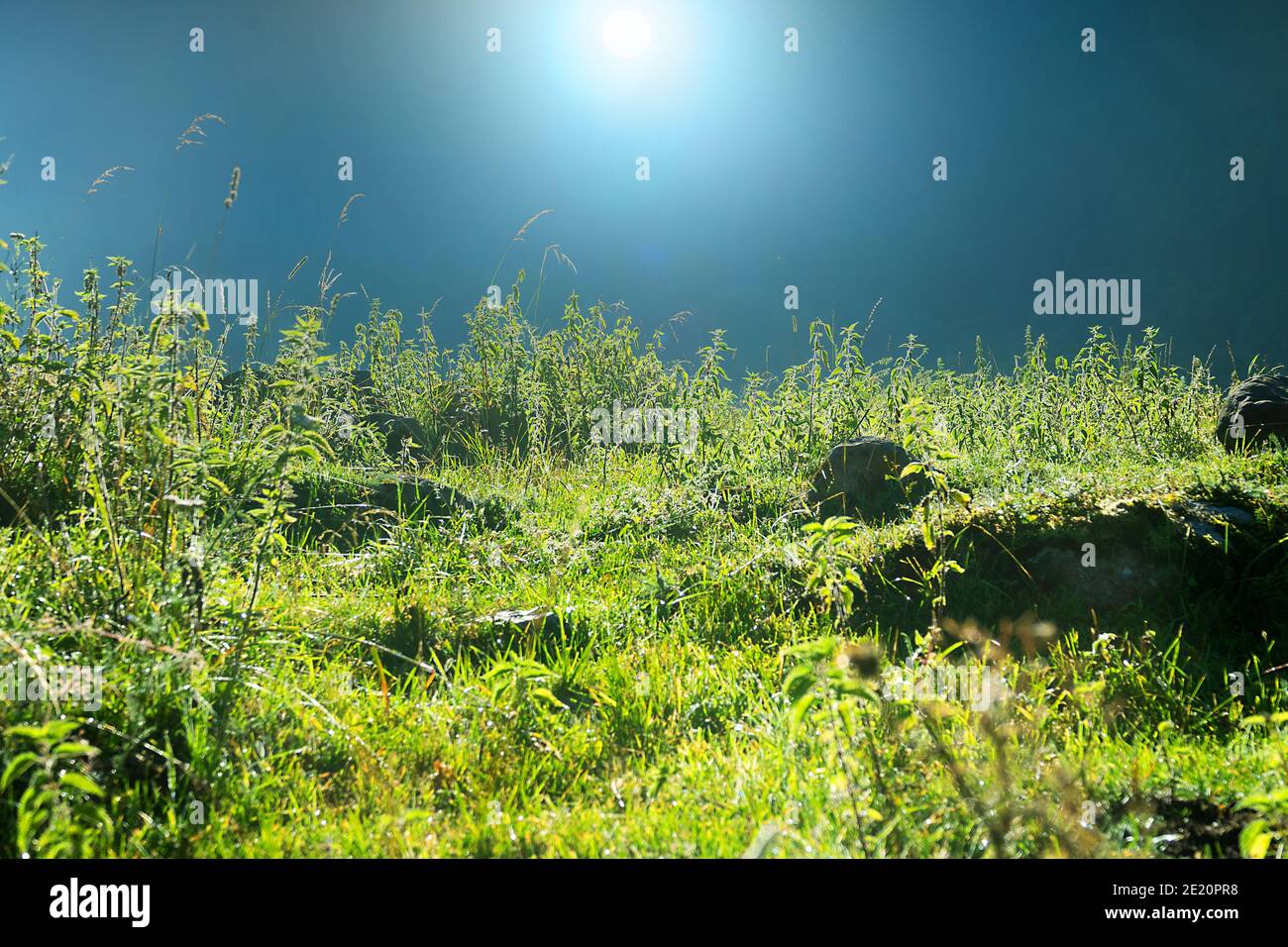 Mist belt forest hi-res stock photography and images - Alamy