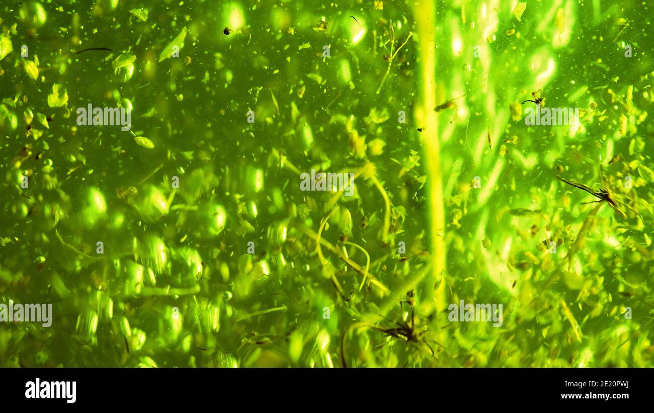 Biological macro background in water particles with large zoom. Ultra ...