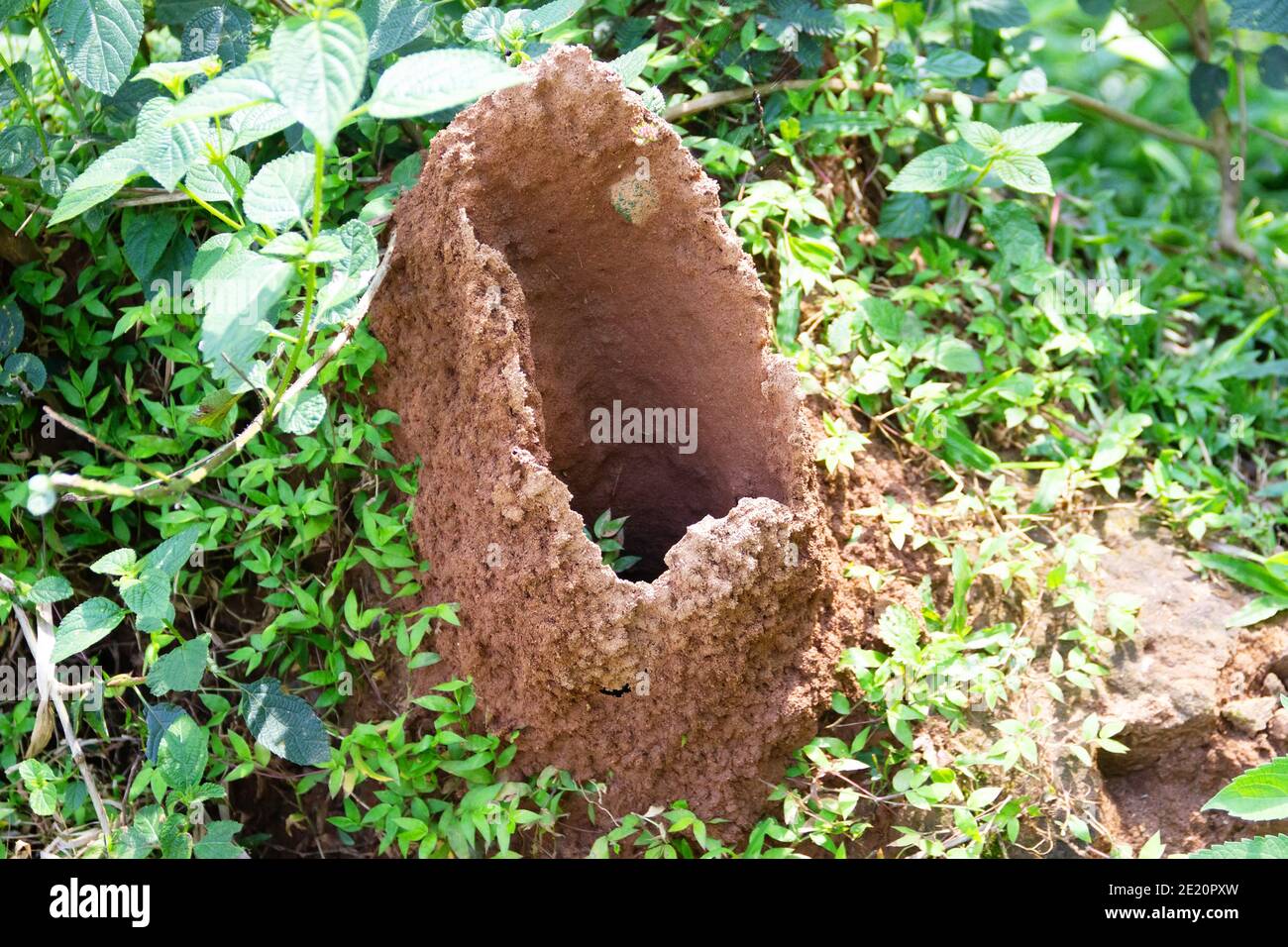 New termite house, termitary in Sri Lanka rain forest Stock Photo - Alamy