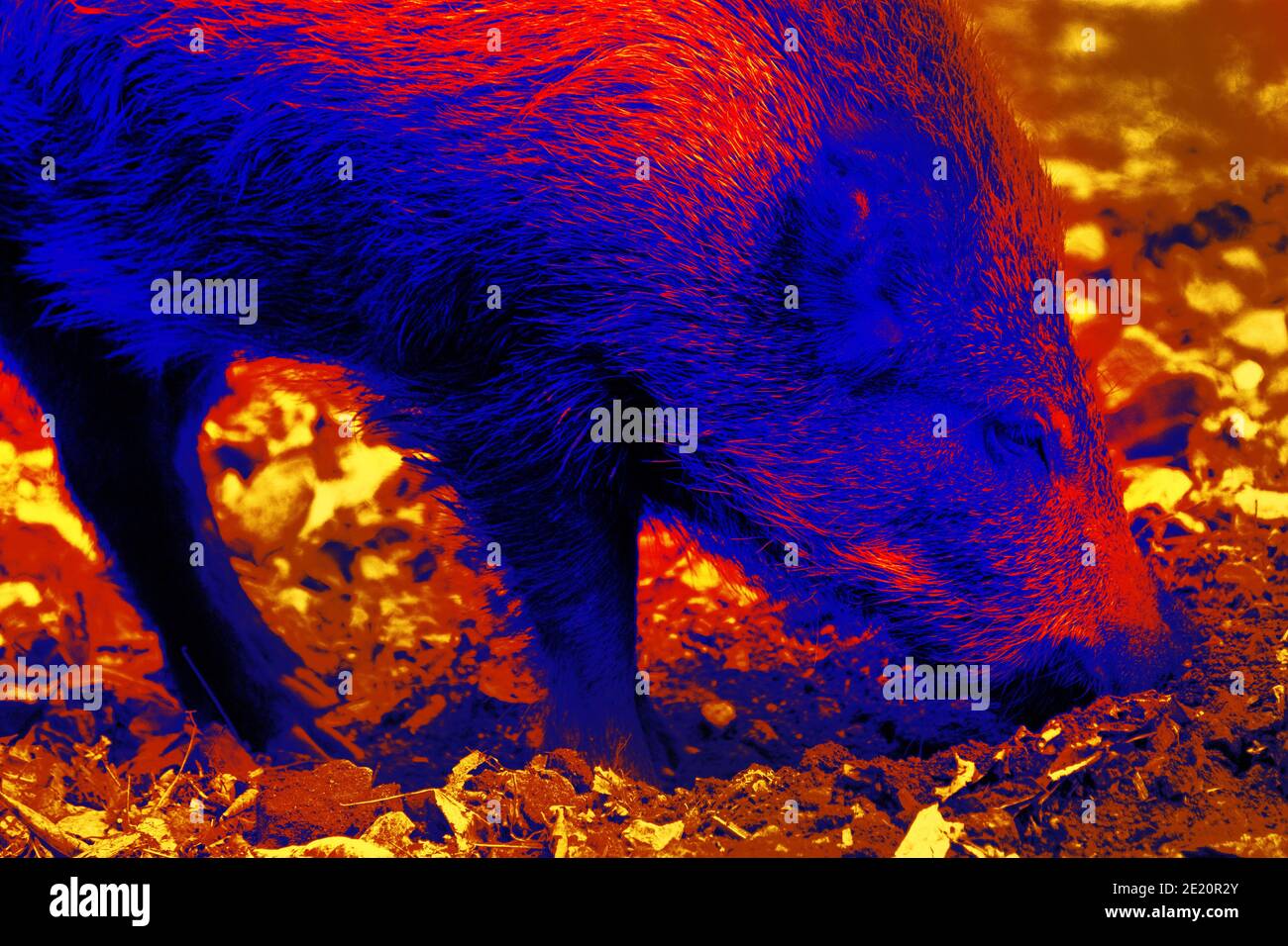 Wild boar in scientific high-tech thermal imager in forest. Animals and ...