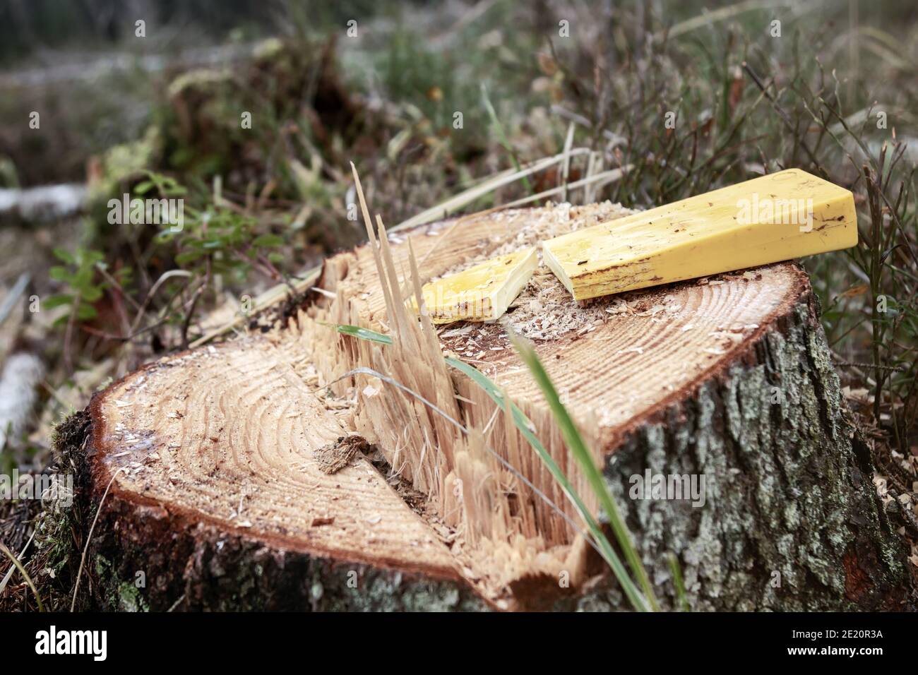 tree stump, falling wedge burst after prolonged heavy use of lumberman ...
