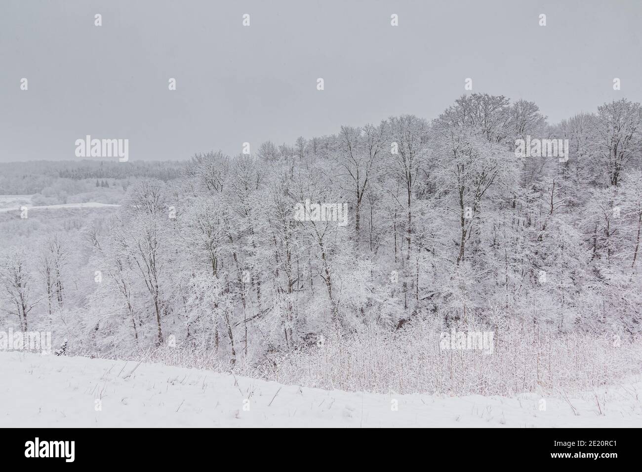 Bright winter landscape with snow covered trees Stock Photo - Alamy