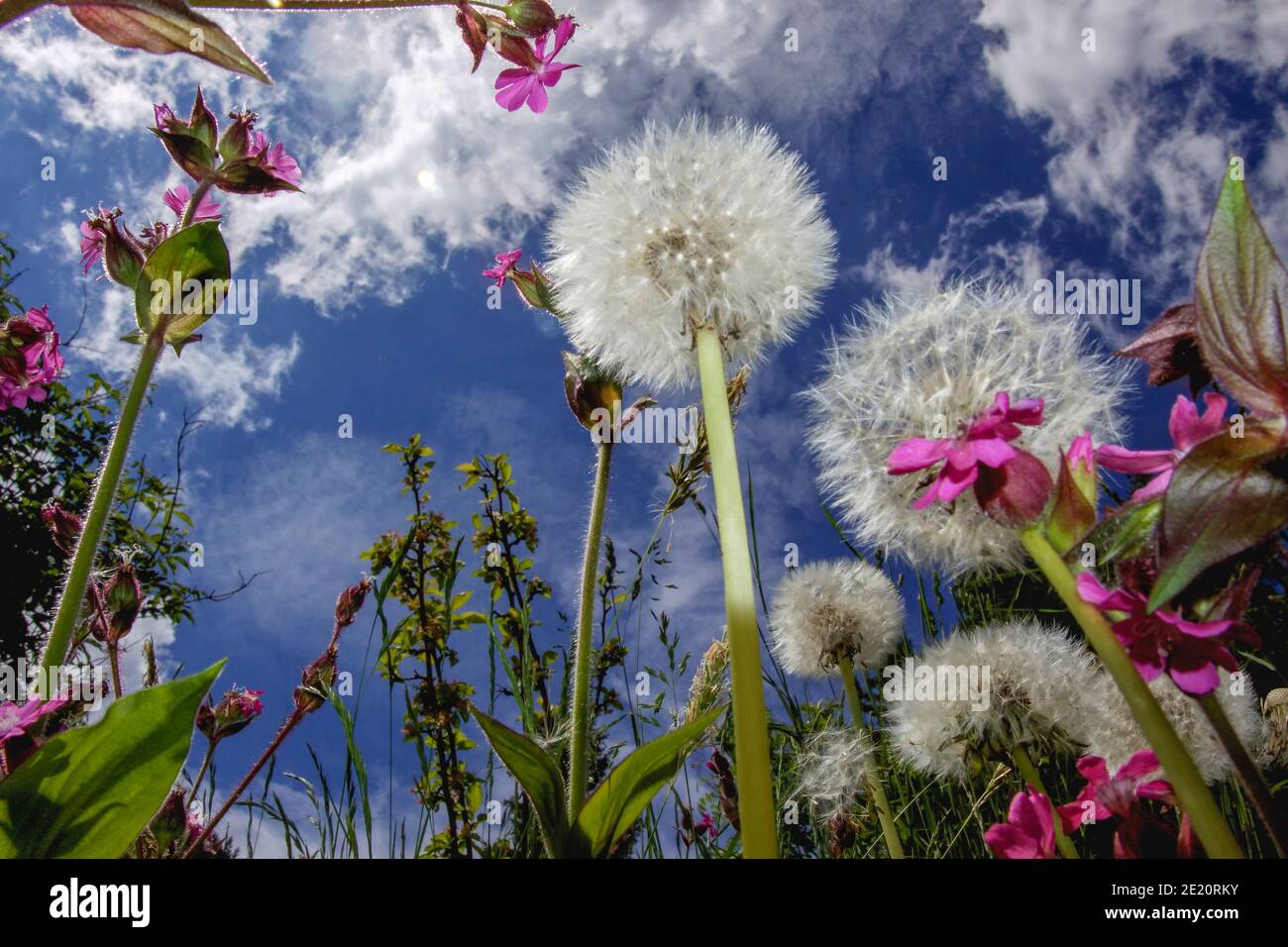 Frog's eye view of a wildflower meadow with a view of the sky Stock ...