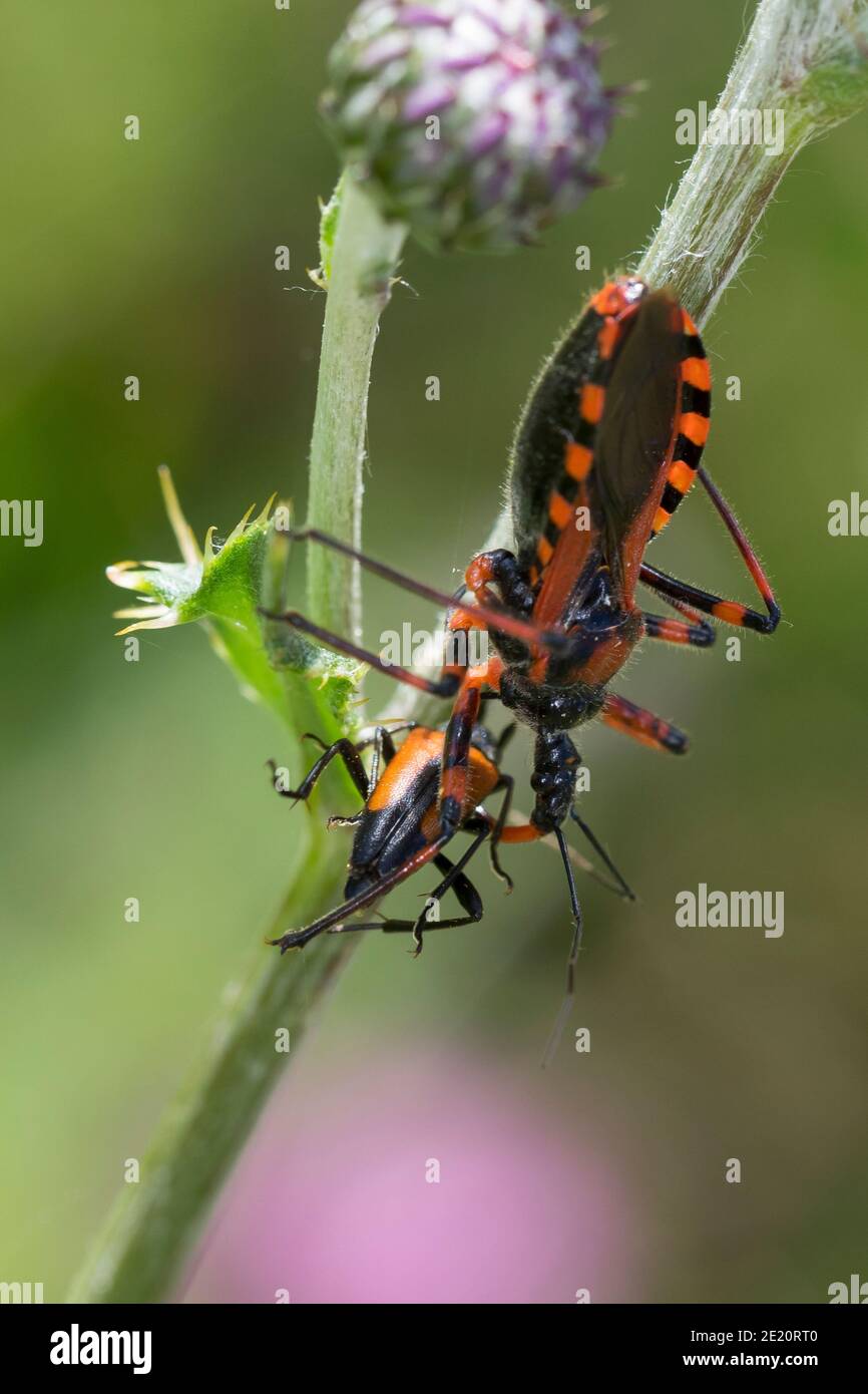 Raubwanze hi-res stock photography and images - Alamy