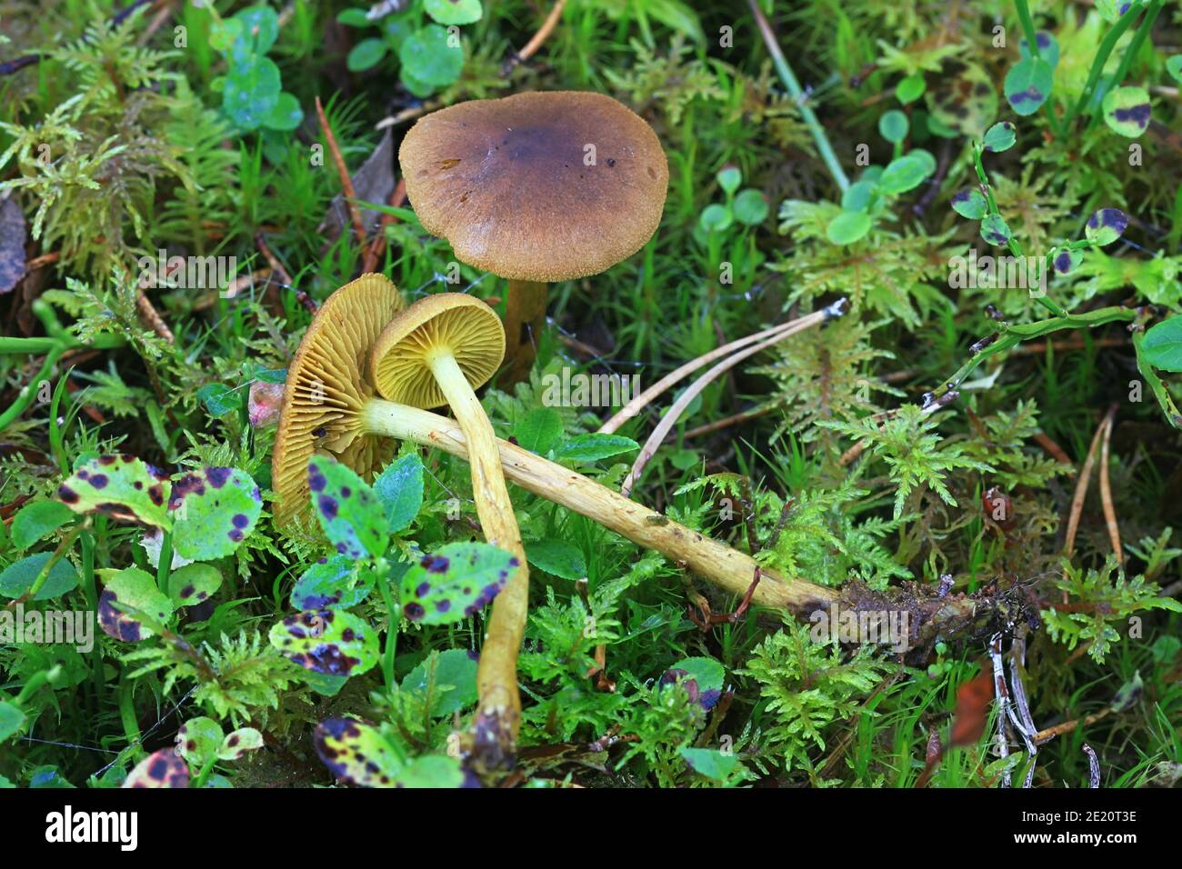 Cortinarius croceus, also called Dermocybe crocea, Saffron webcap, wild ...