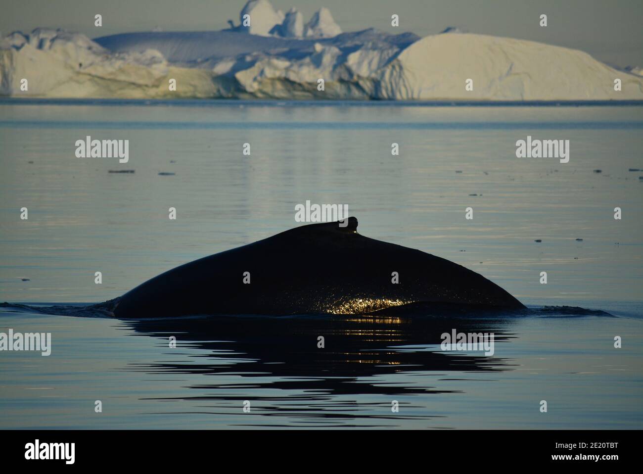 whale watching on a boat trip between huge icebergs in the Disko Bay ...