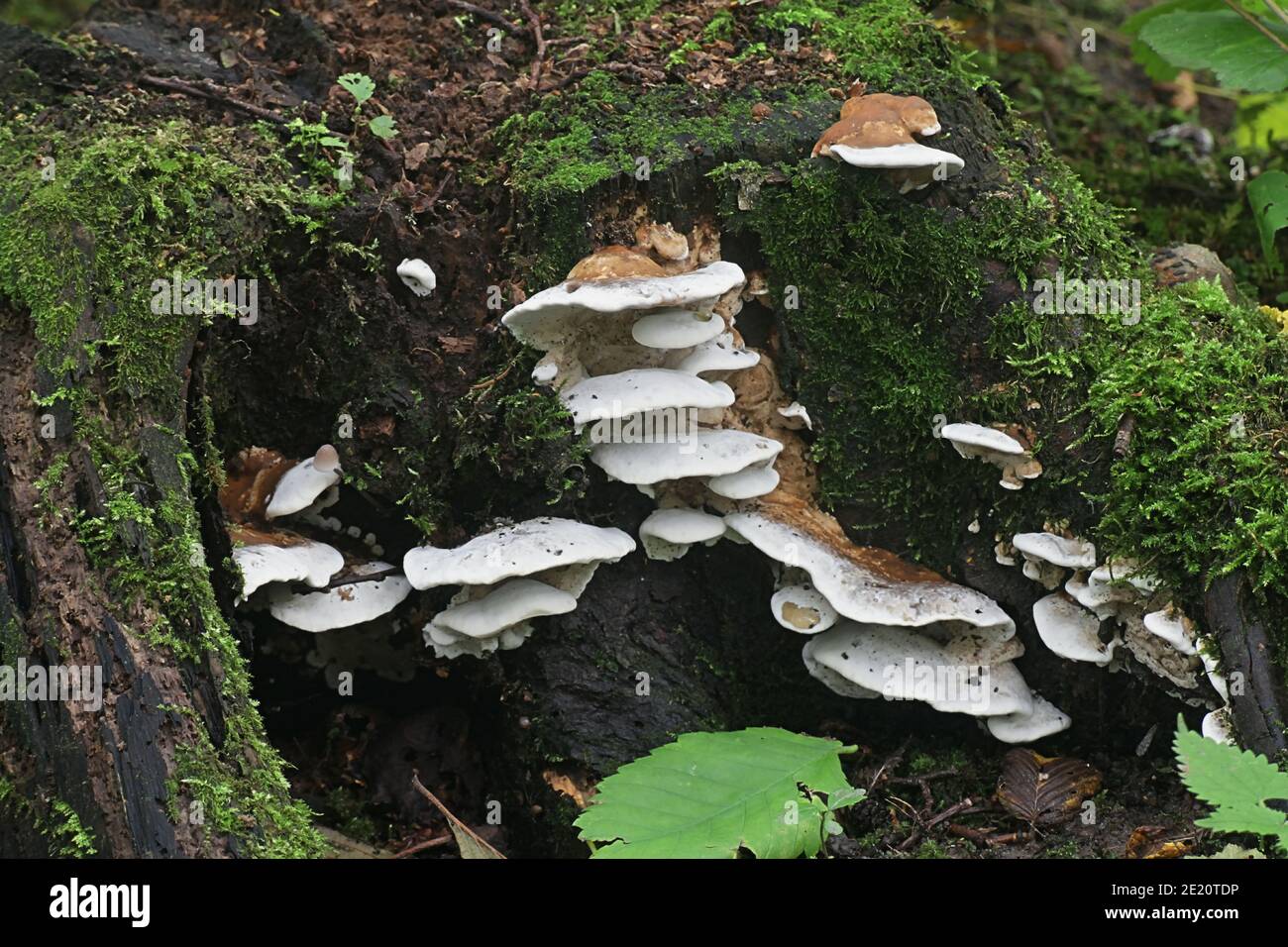Fumosus hi-res stock photography and images - Alamy