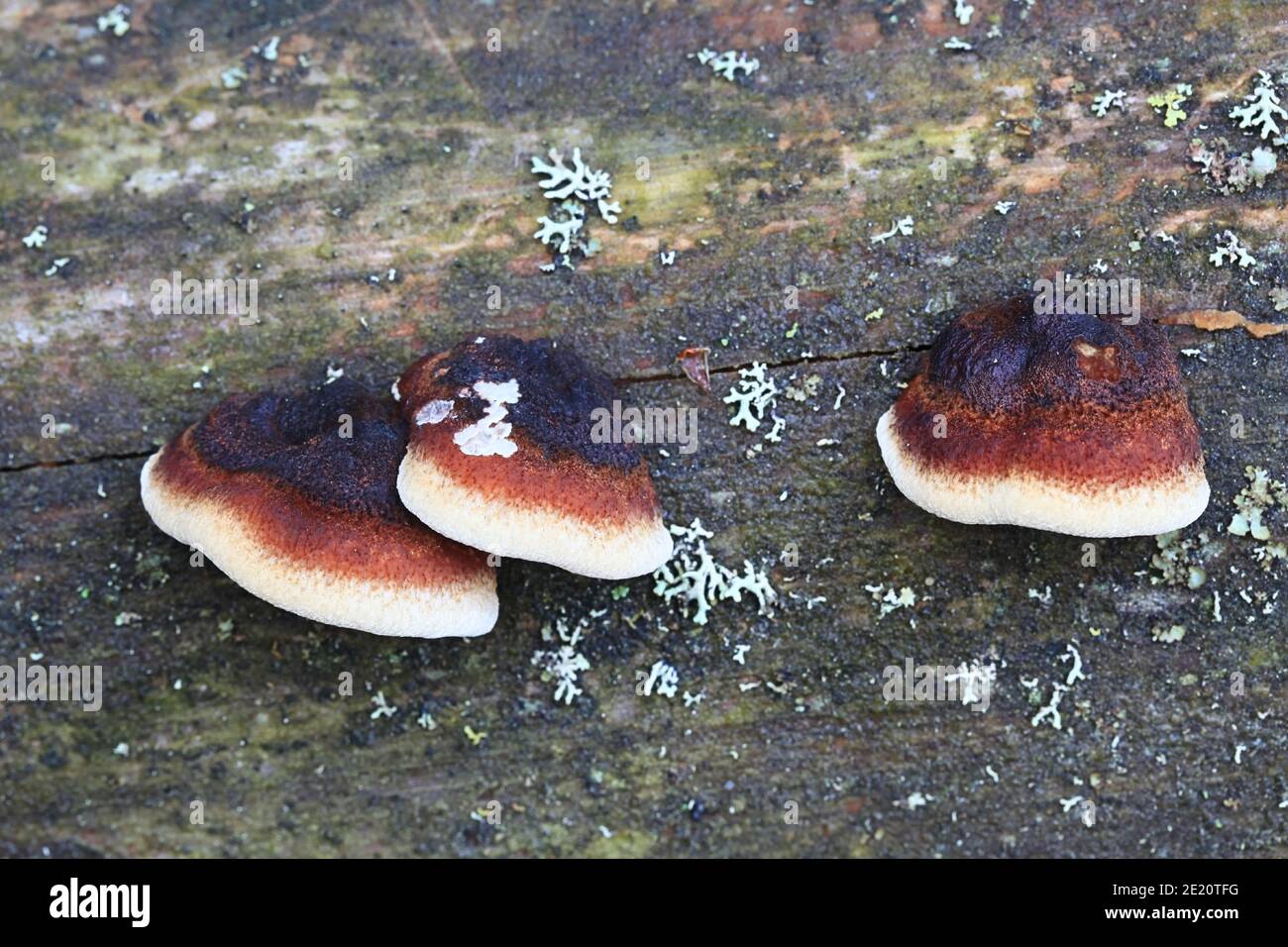 Ischnoderma benzoinum, known as Benzoin bracket fungus, wild polypore ...
