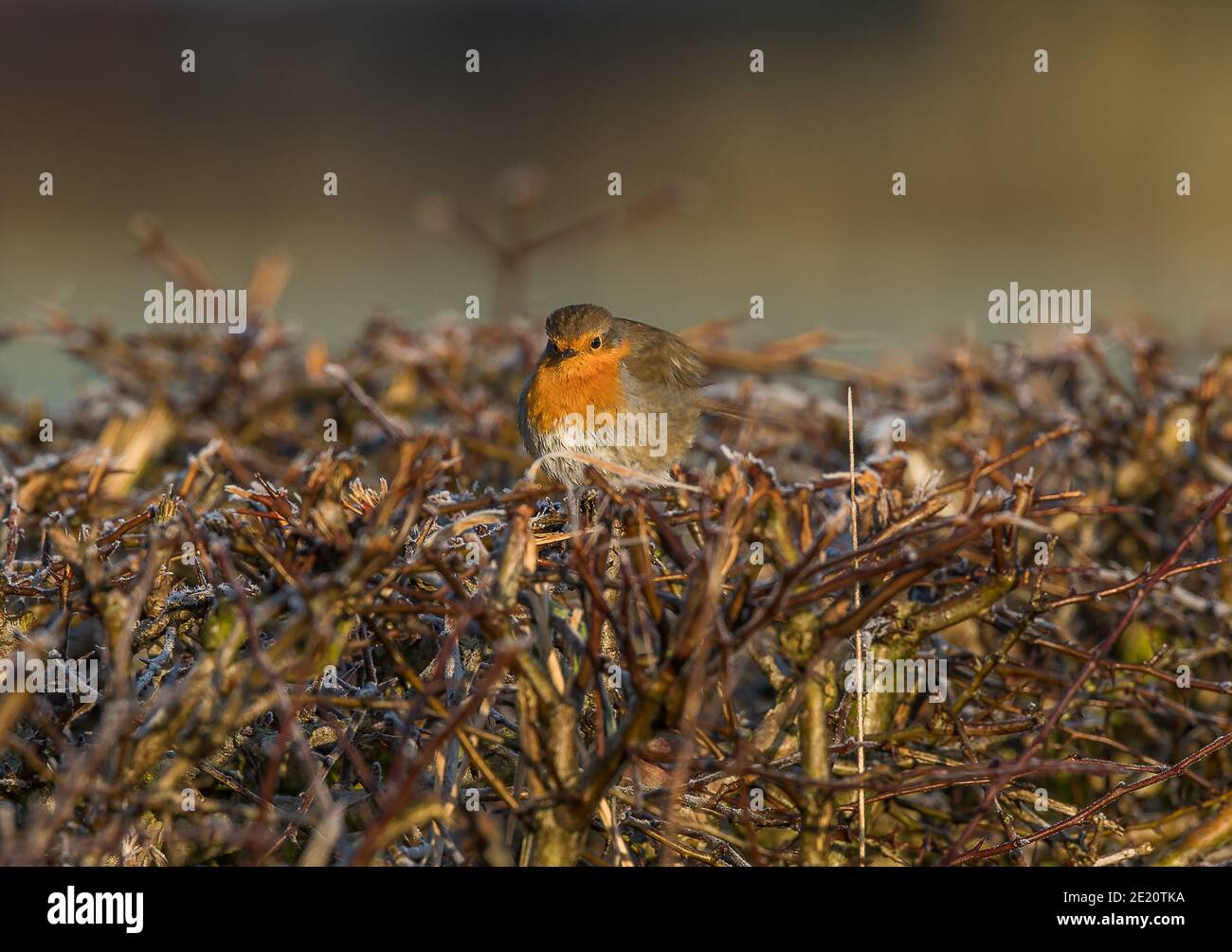 Robin in perfect light hi-res stock photography and images - Alamy