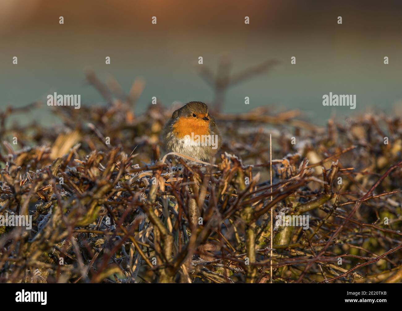 Robin photographer in winter light hi-res stock photography and images ...