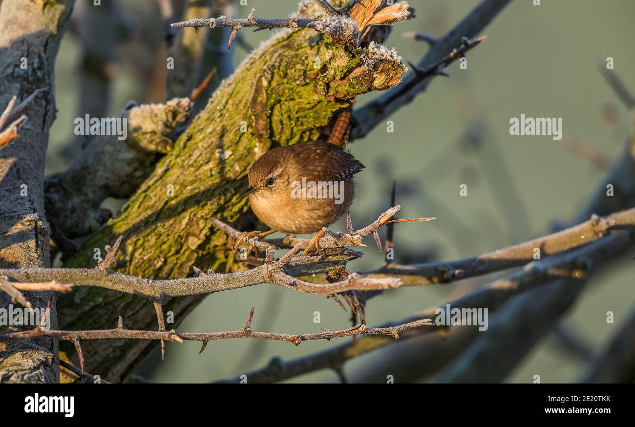 Wren photographed in the snow hi-res stock photography and images - Alamy