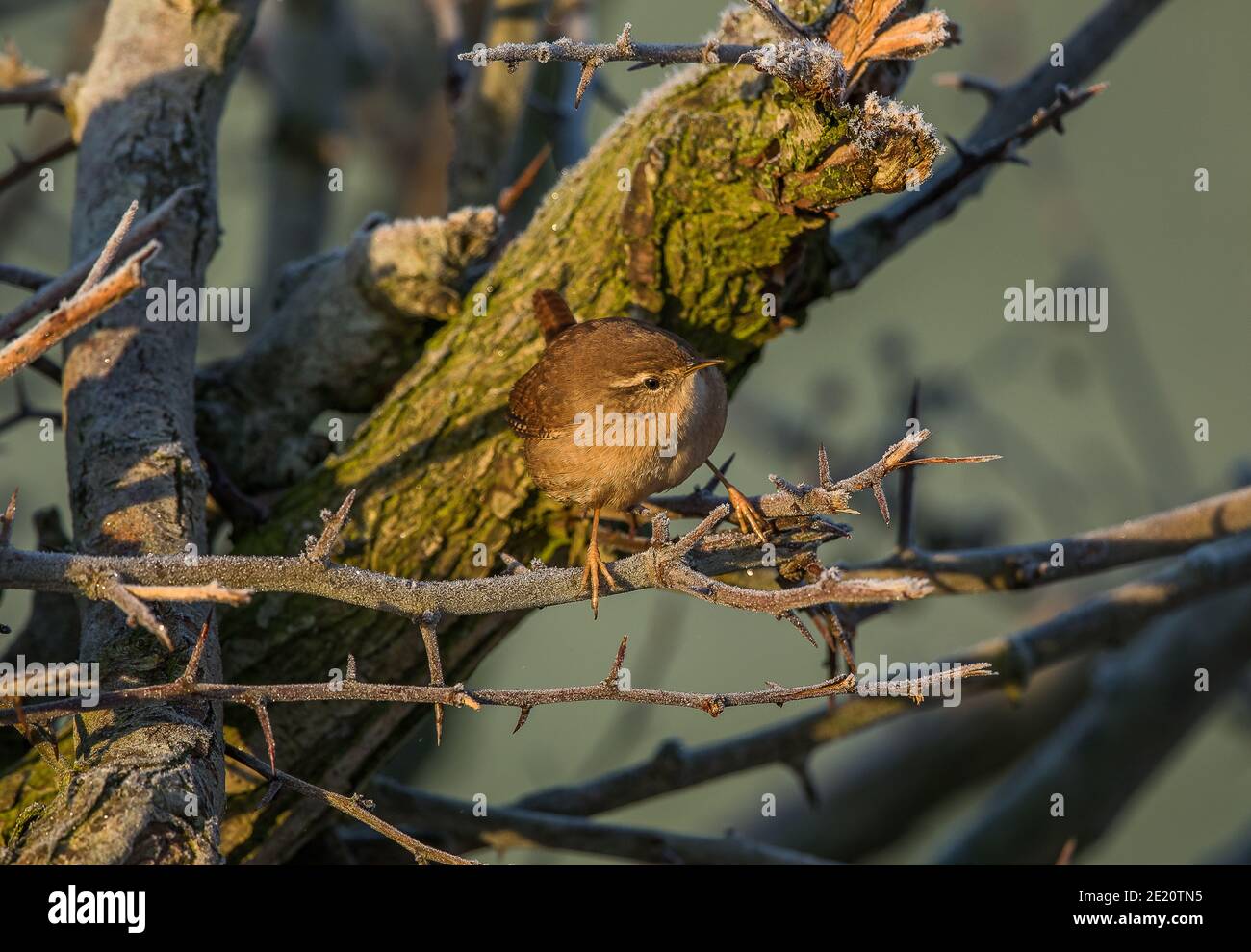 Wren photographed in the snow hi-res stock photography and images - Alamy