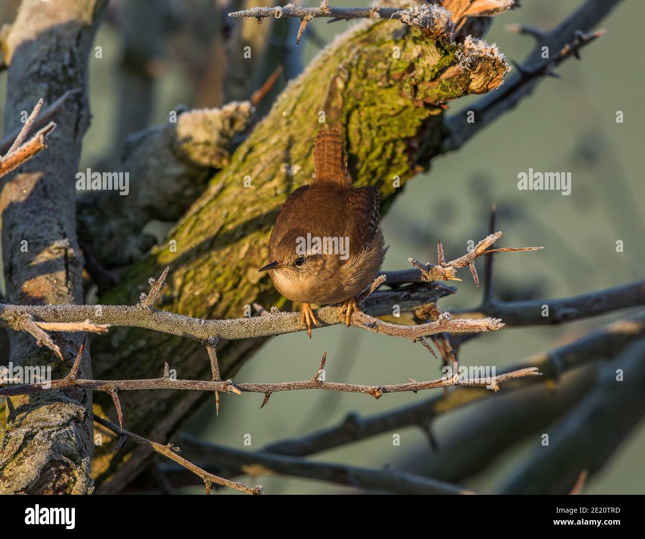 Wren photographed in the snow hi-res stock photography and images - Alamy