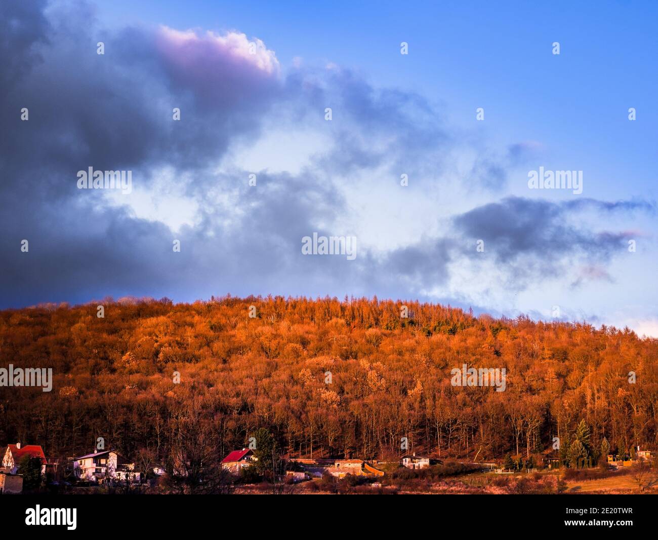 Enlightened forest on hill above village in winter, without snow before ...