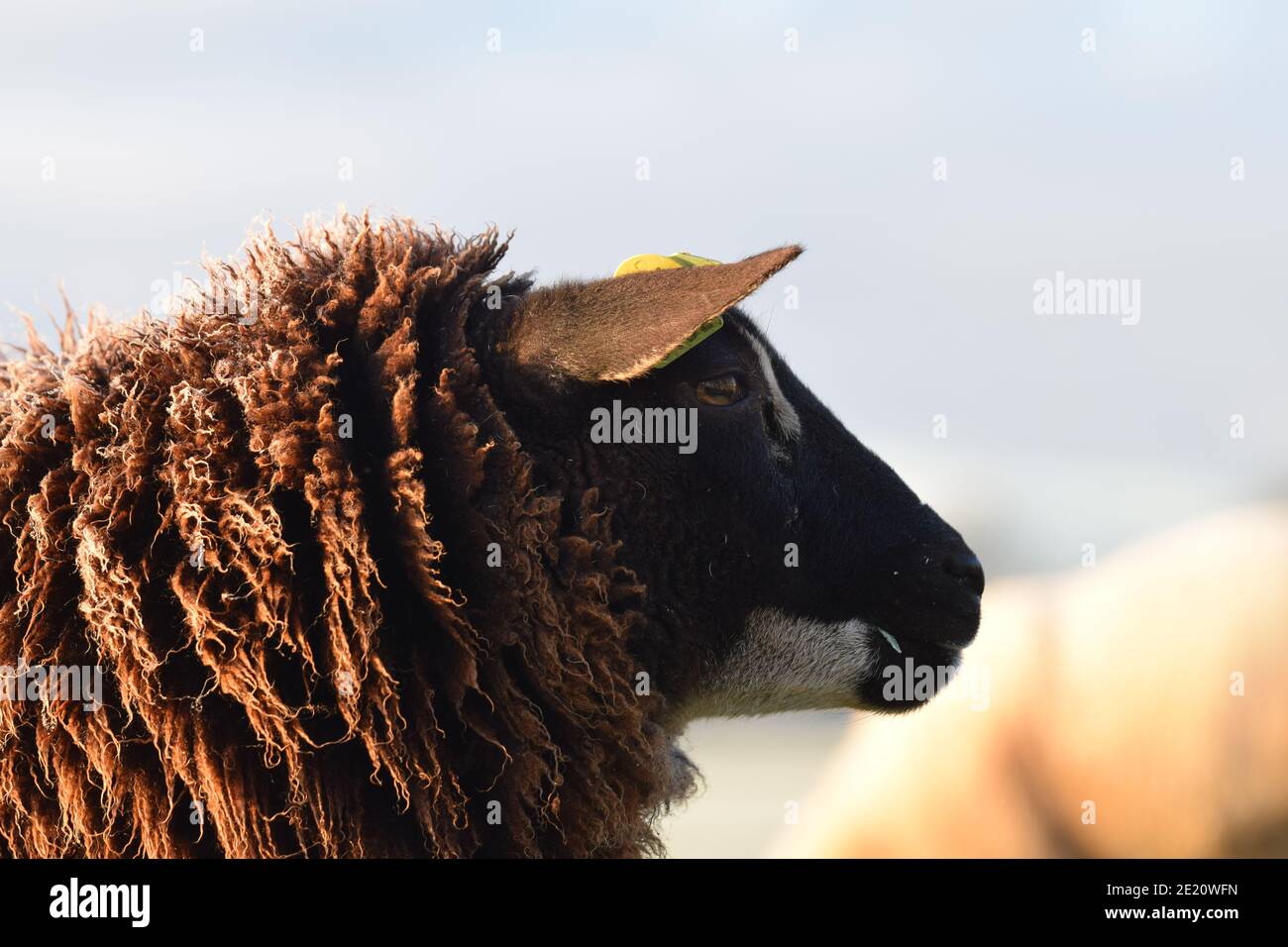 Zwart schaap hi-res stock photography and images - Alamy